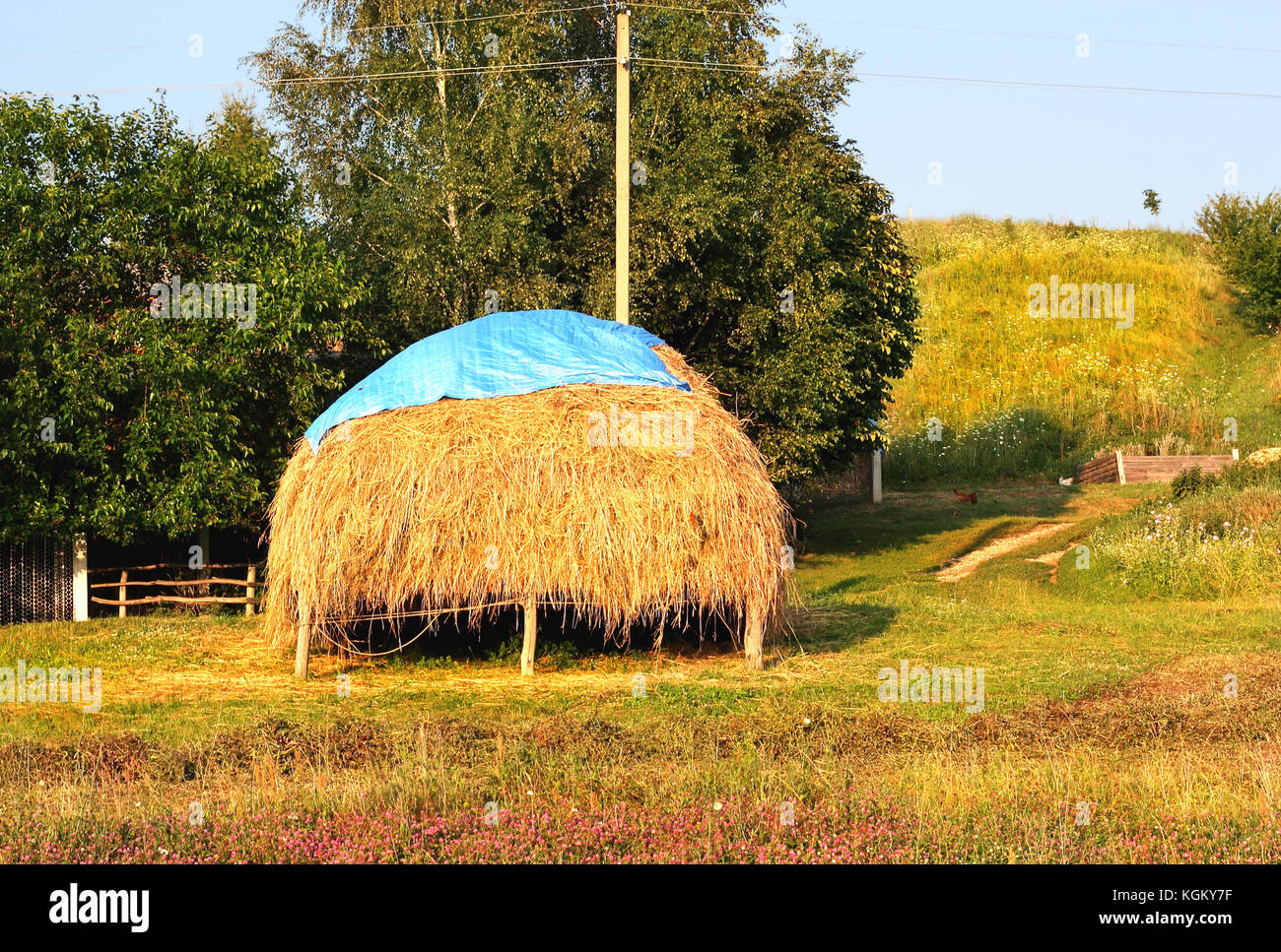 Haystack covered on top from a rain on a background of the rural ...