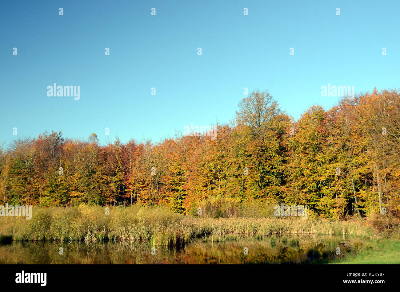 Forest in autumn colors Stock Photo - Alamy