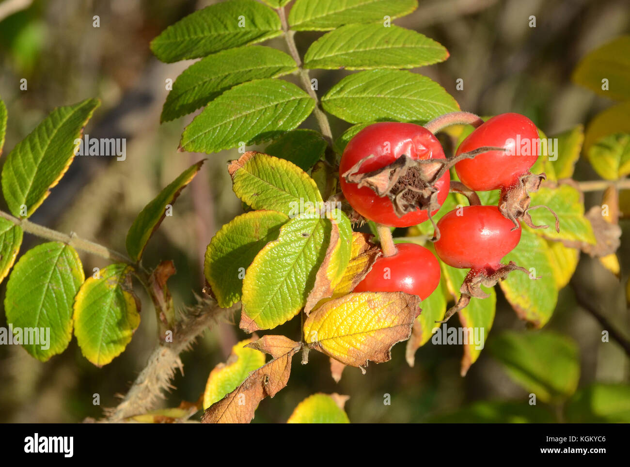 Rose hip berries hi-res stock photography and images - Alamy