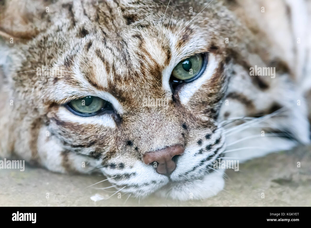 Lynx Ears Stock Photos & Lynx Ears Stock Images - Alamy