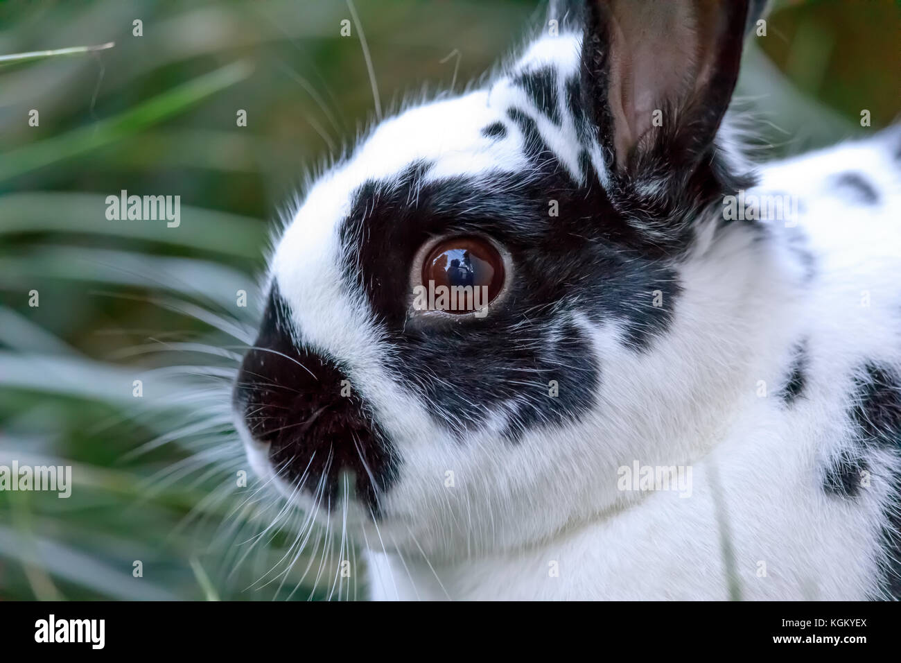 European Domestic Rabbit (Oryctolagus cuniculus domesticus) closeup ...