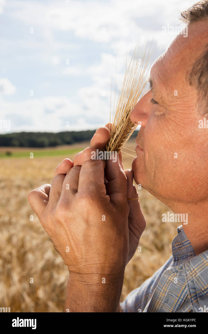 Side view of mature man smelling wheat crop at farm against sky Stock ...