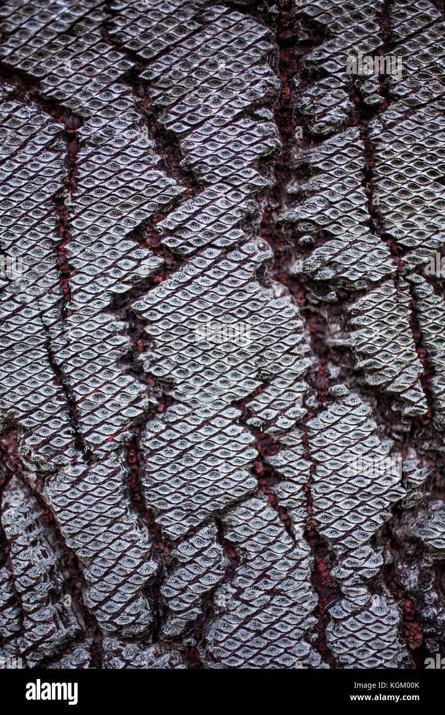 Full frame shot of cracked tree trunk Stock Photo - Alamy