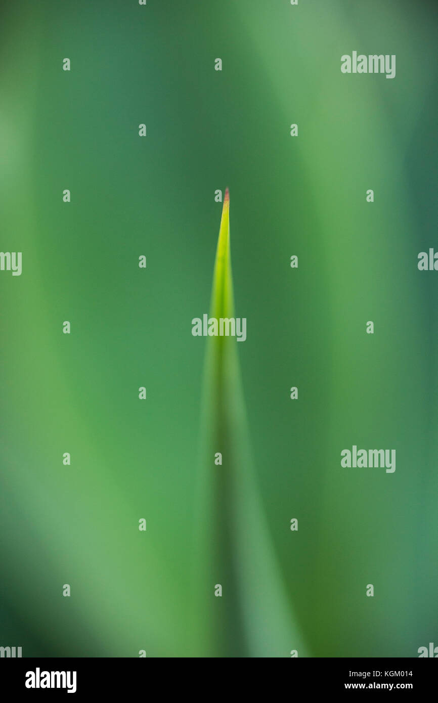 Image of green hi-res stock photography and images - Alamy