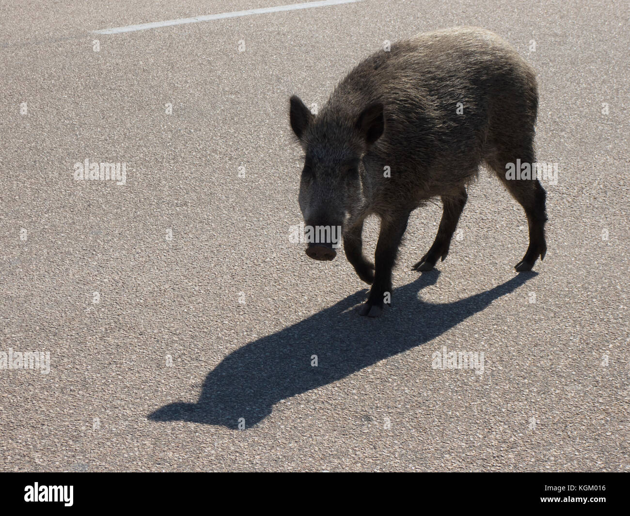Road wildlife image hi-res stock photography and images - Alamy
