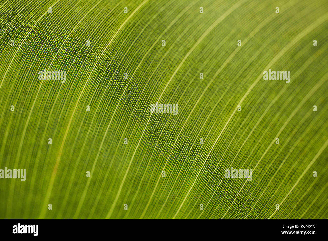 Horizontal shot beauty natural hi-res stock photography and images - Alamy