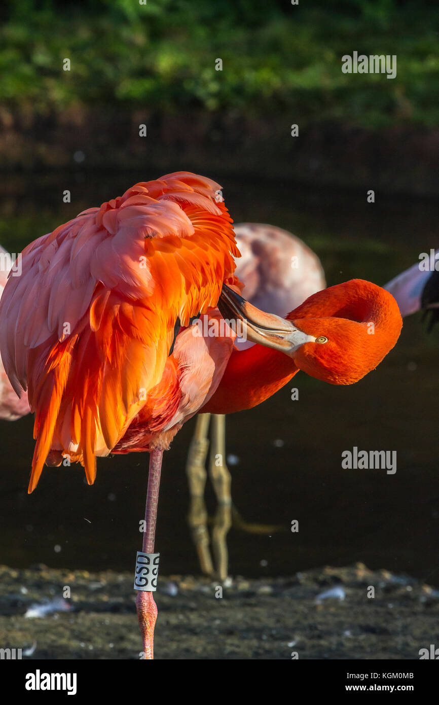 American Flamingo at Slimbridge Stock Photo - Alamy