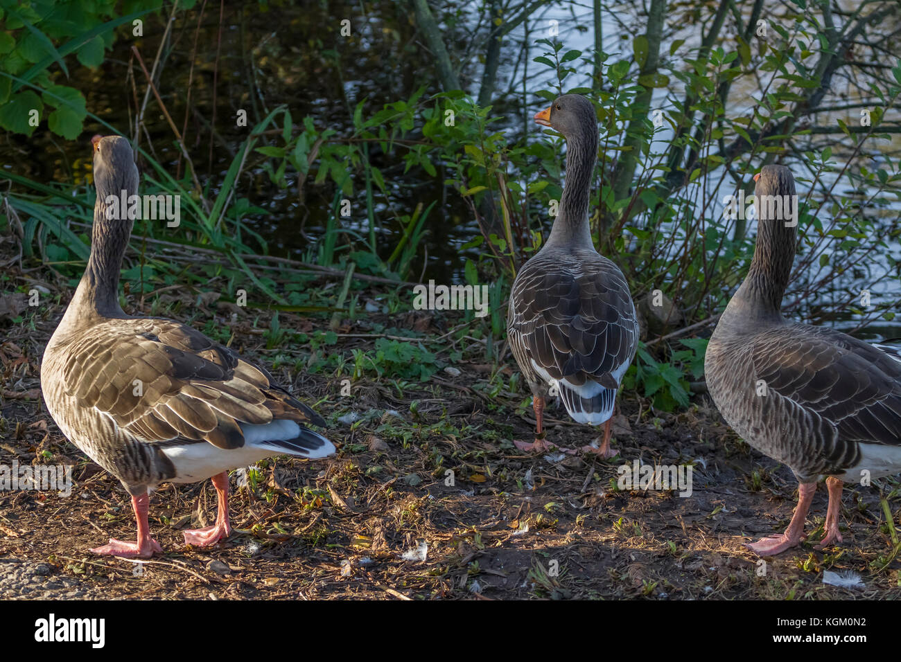 Trio of geese hi-res stock photography and images - Alamy