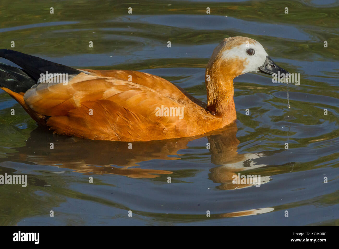 Female Ruddy Shelduck at Slimbridge Stock Photo - Alamy