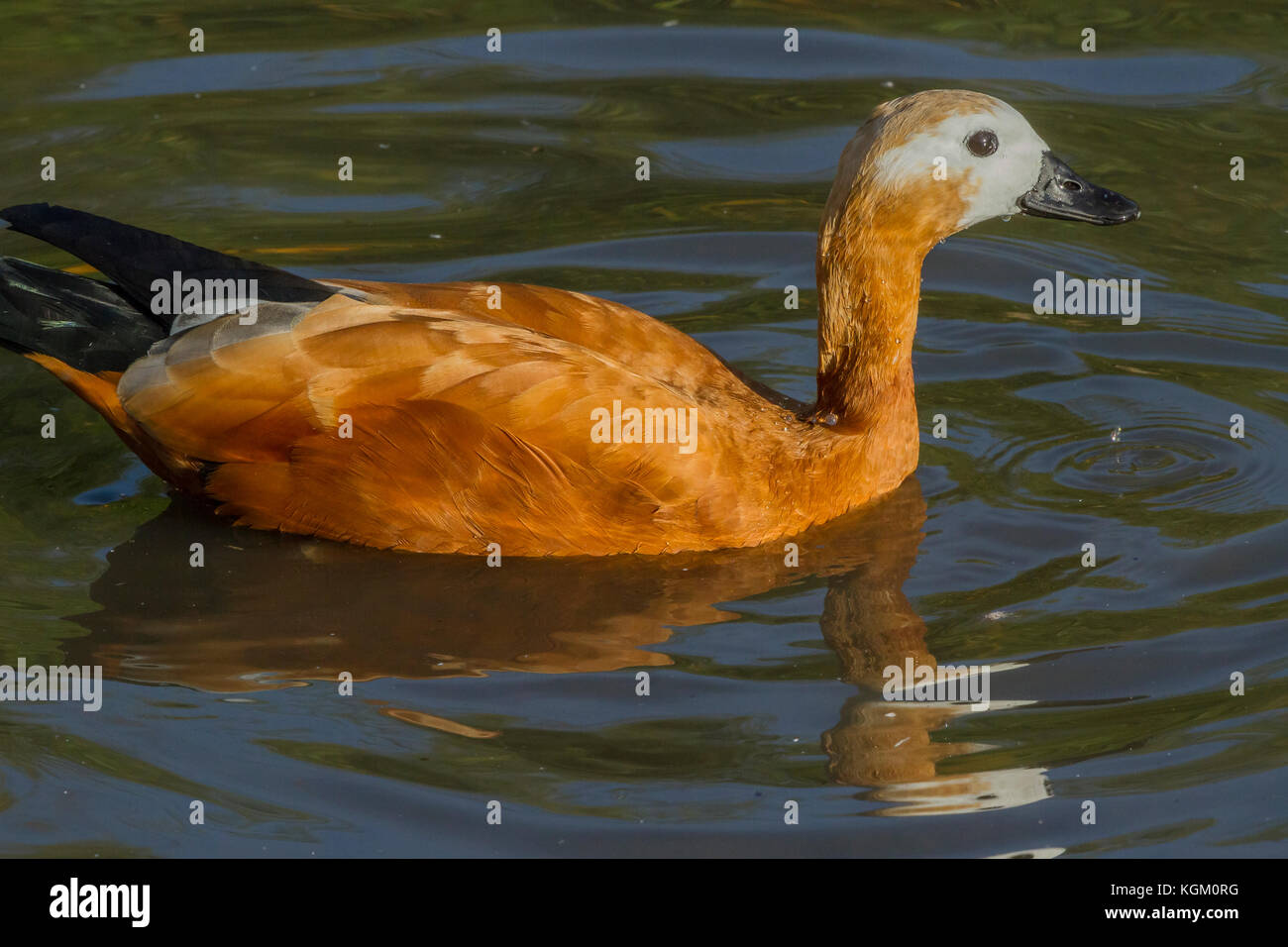 Female Ruddy Shelduck at Slimbridge Stock Photo - Alamy
