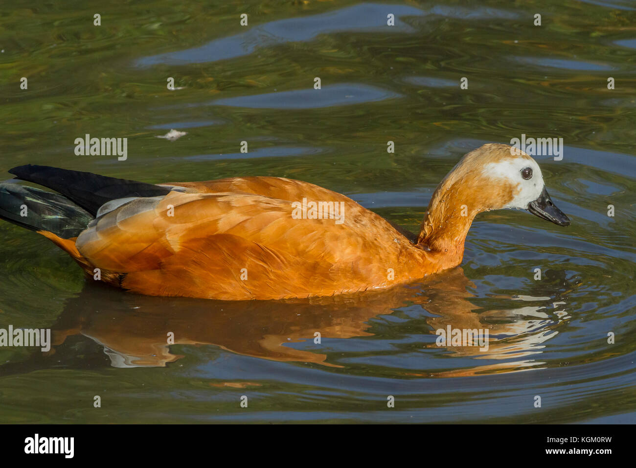 Female Ruddy Shelduck at Slimbridge Stock Photo - Alamy
