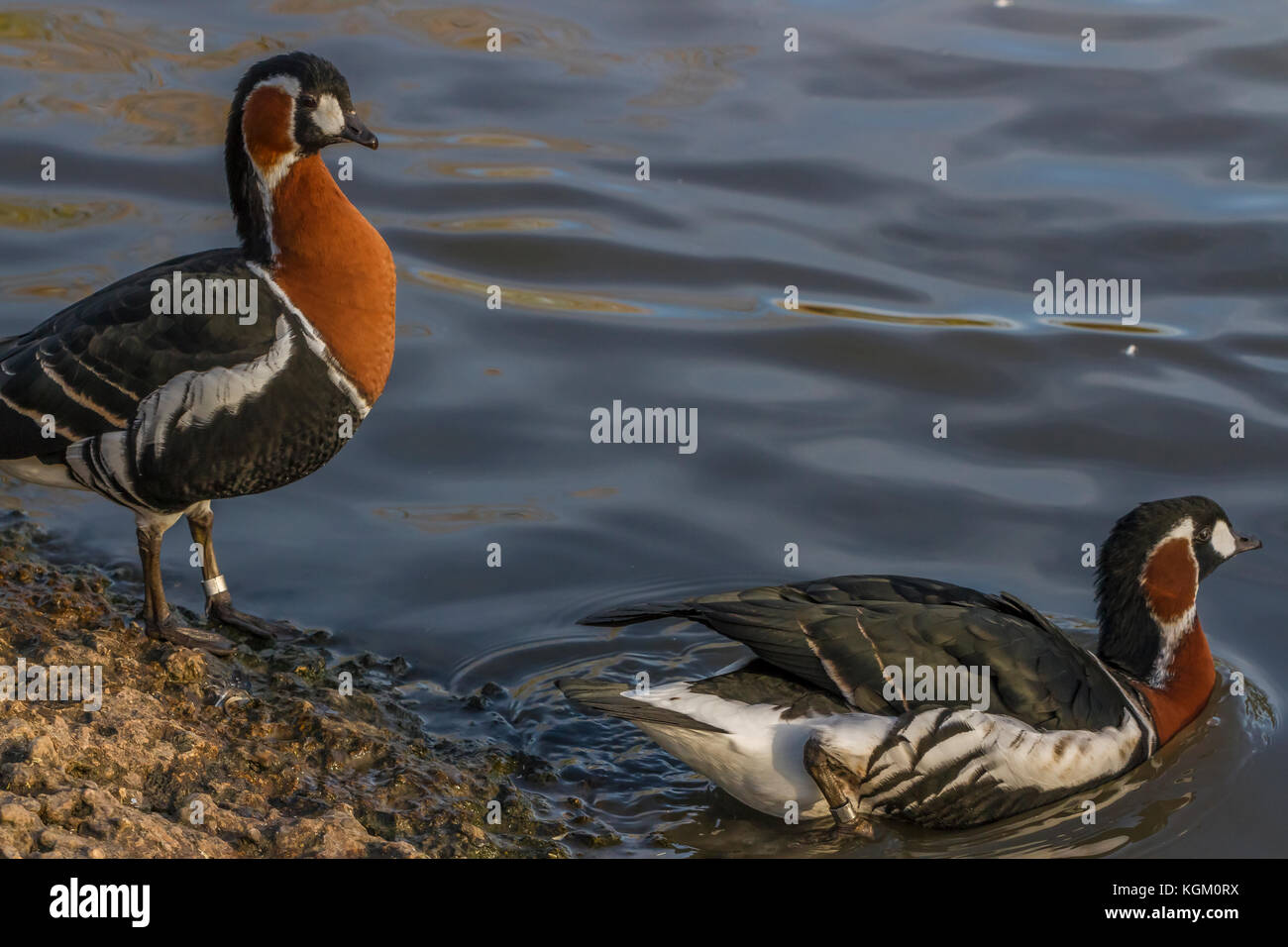 Pair of Red-breasted geese at Slimbridge Stock Photo - Alamy