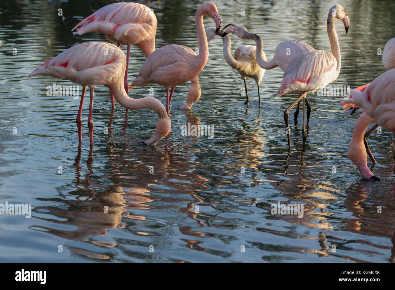 Greater Flamingo at Slimbridge Stock Photo - Alamy