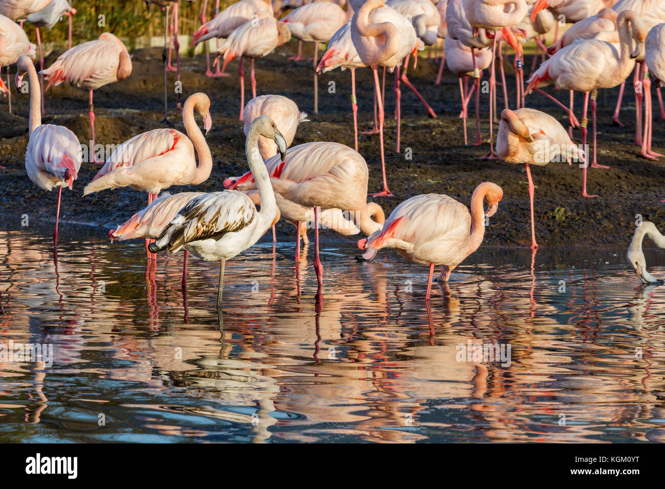 Flock of Greater Flamingo at Slimbridge Stock Photo - Alamy