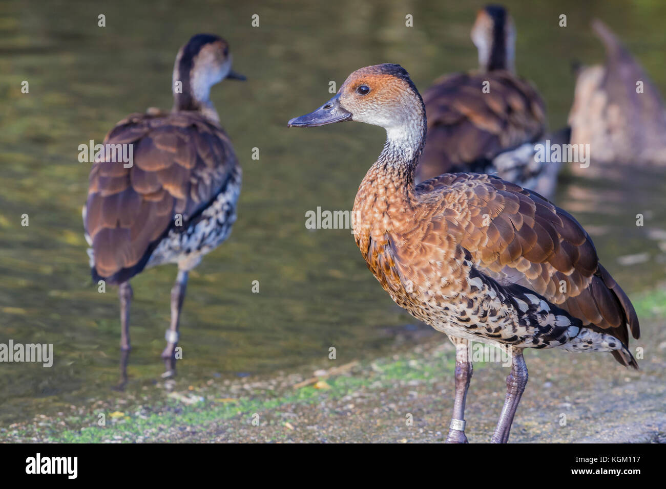 West Indian Whistling Duck at Slimbridge Stock Photo - Alamy
