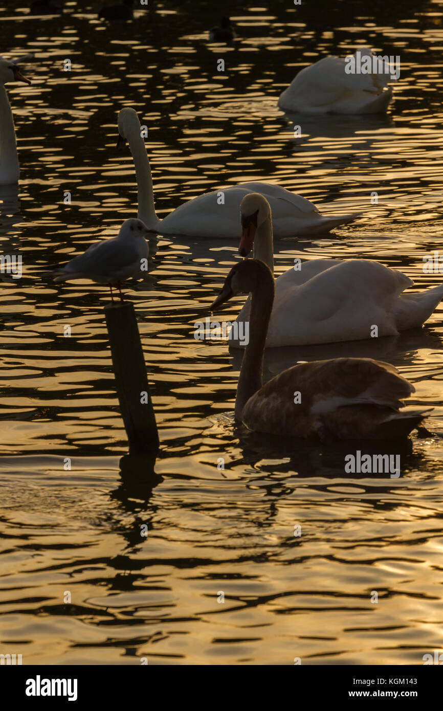 Silhouette of Mute Swans at Slimbridge Stock Photo - Alamy