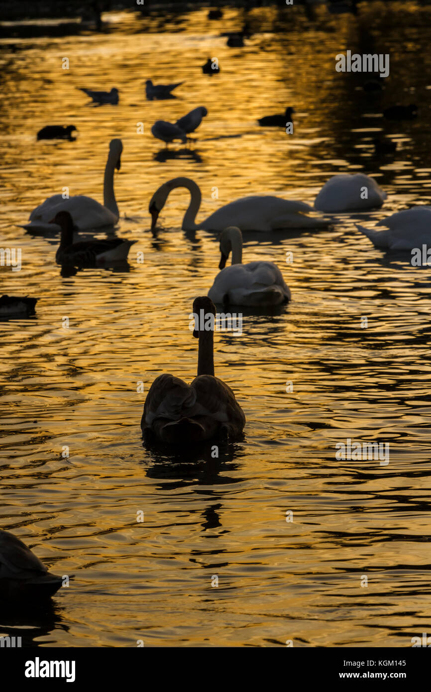 Silhouette of Mute Swans at Slimbridge Stock Photo - Alamy