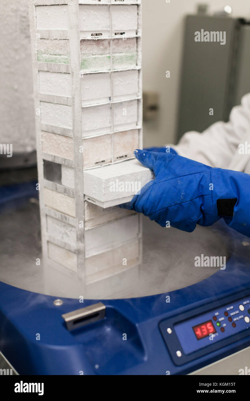 Cropped image of scientist with frozen medical storage compartment at ...