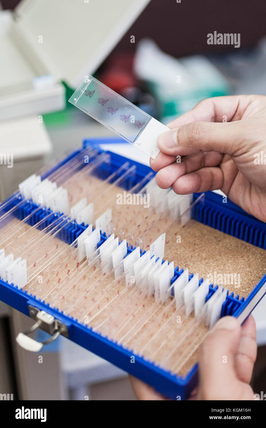 Scientist holding microscope slide over container at laboratory Stock ...