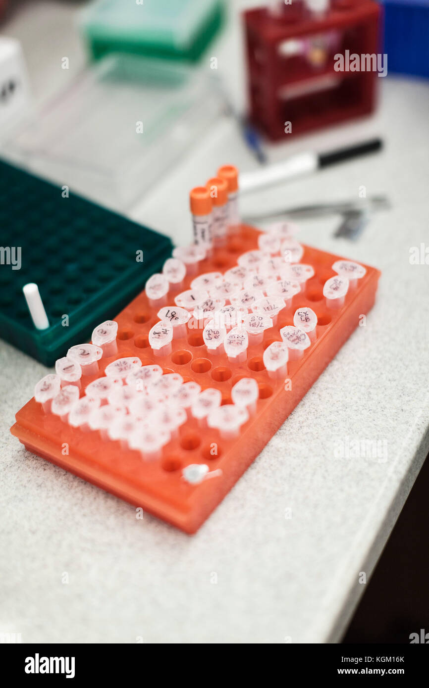High angle view of various vials in rack on table at laboratory Stock ...