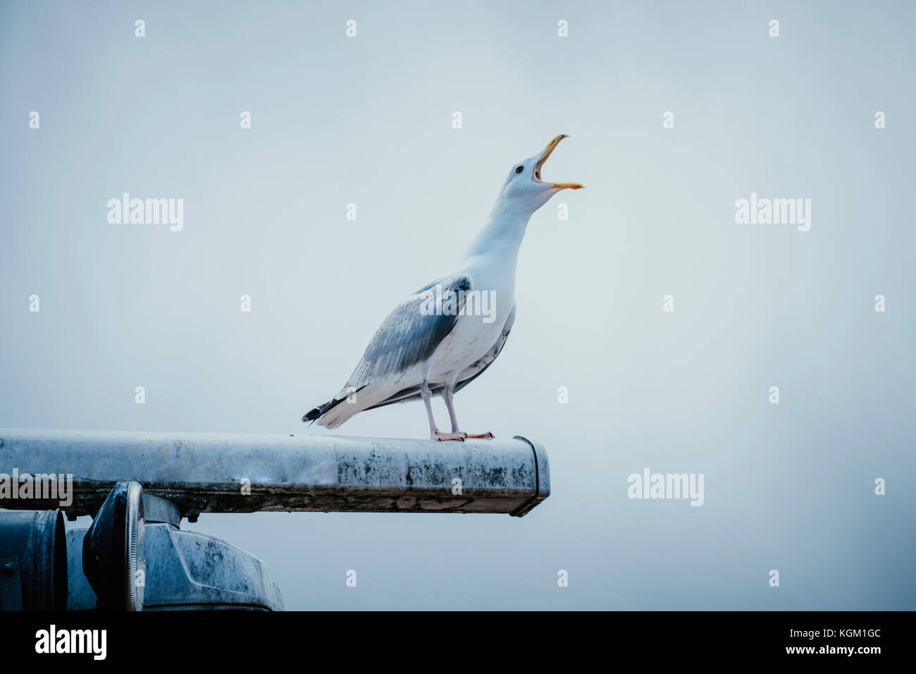 Animal communication hi-res stock photography and images - Alamy