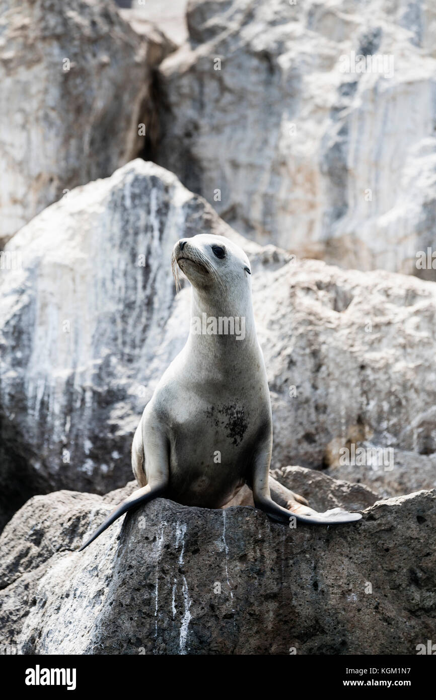 Sea lion on rock by water's edge Stock Photo - Alamy