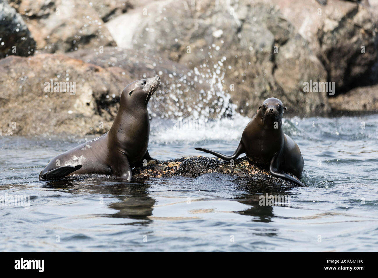 Sea lions on rock in sea Stock Photo - Alamy