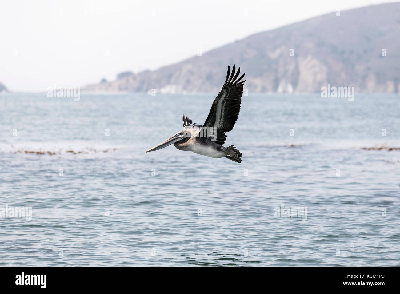 Pelican flying over sea Stock Photo - Alamy