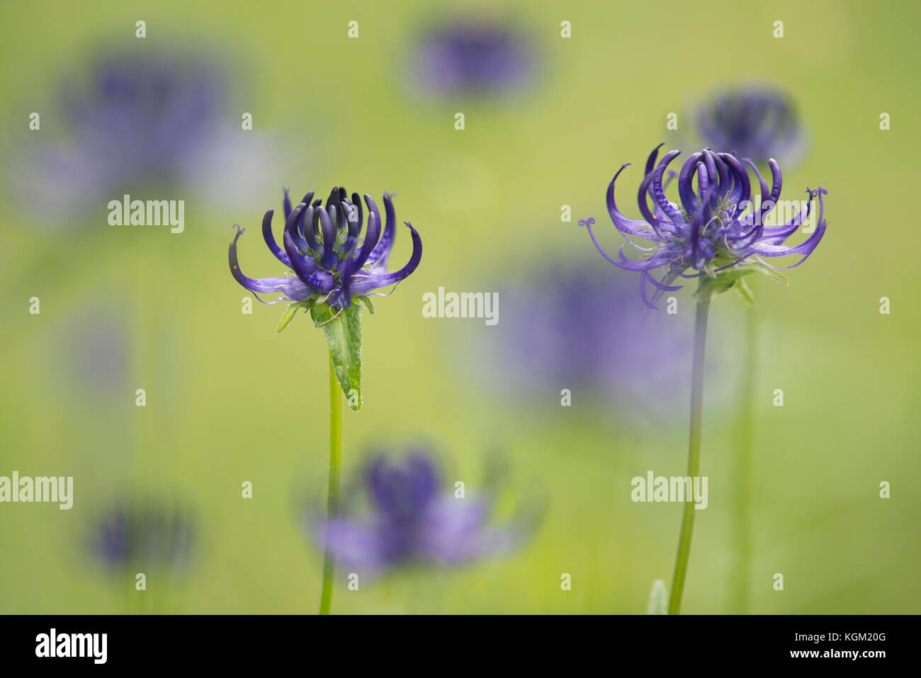 Purple round headed rampion flowers in a green grass field Stock Photo ...
