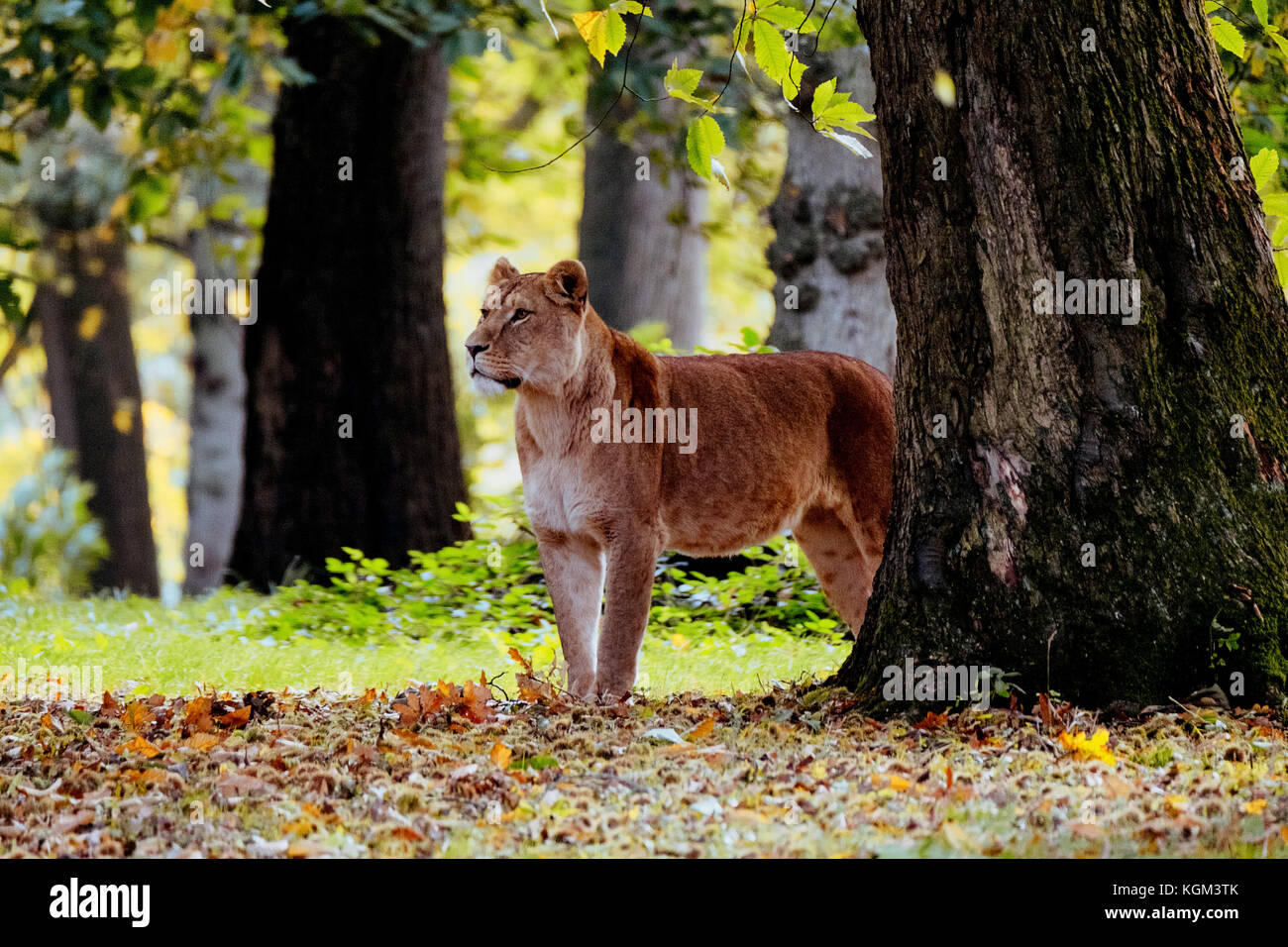 Lions at Longleat safari Park in Wiltshire, UK Stock Photo - Alamy