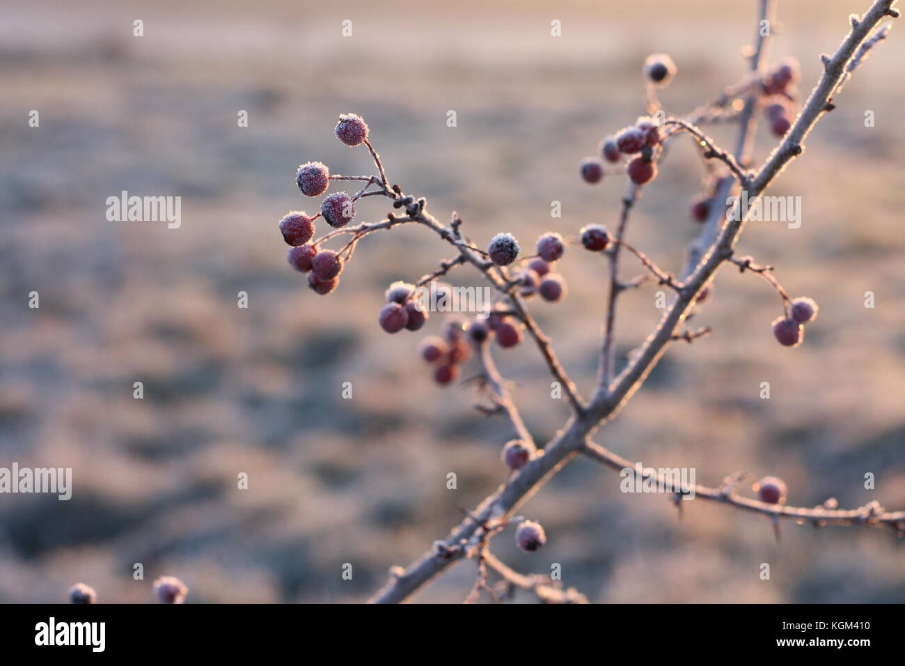Berries frost hi-res stock photography and images - Alamy