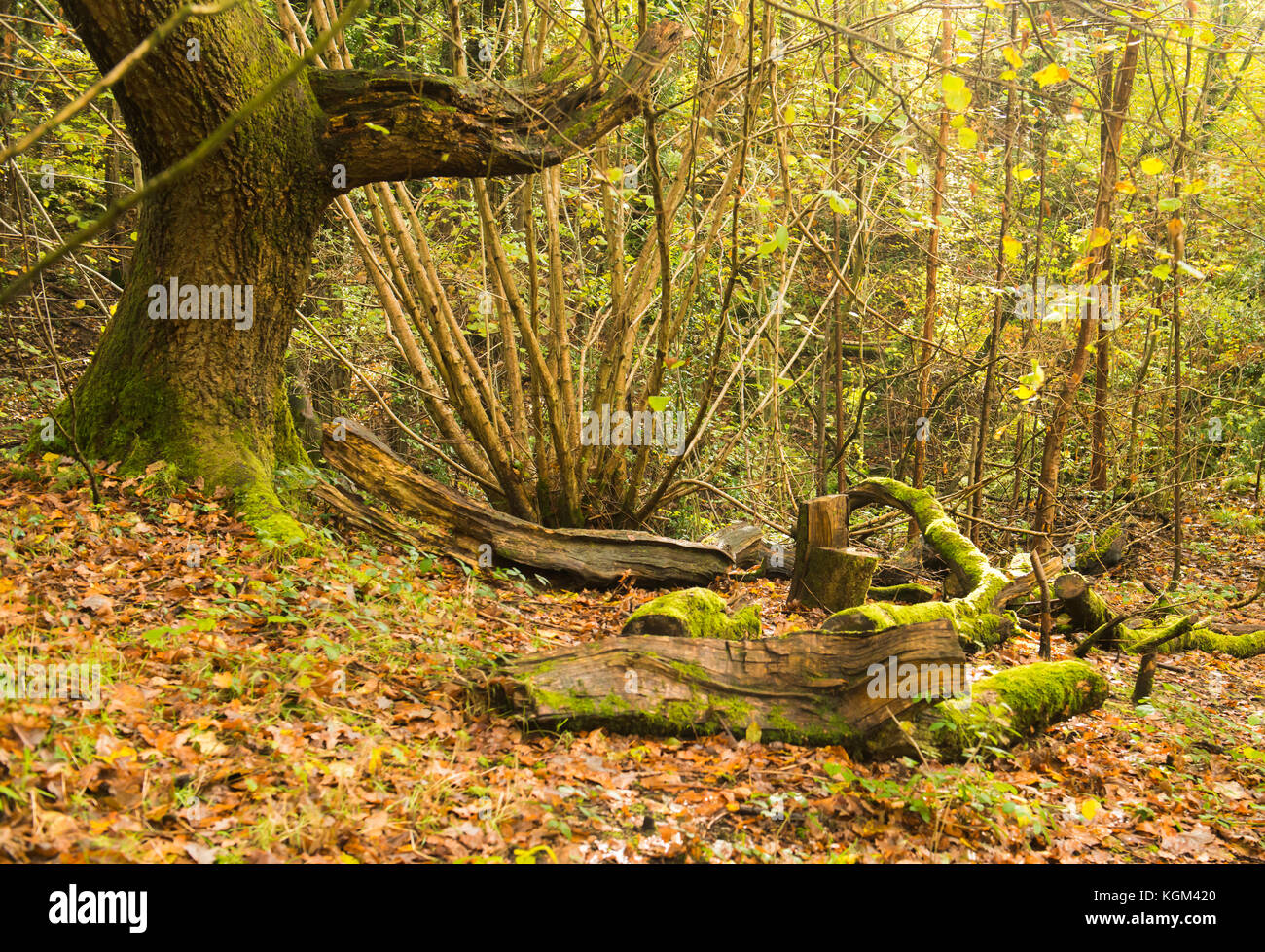 Poynton hi-res stock photography and images - Alamy