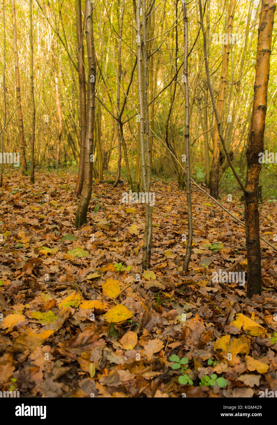 Poynton hi-res stock photography and images - Alamy