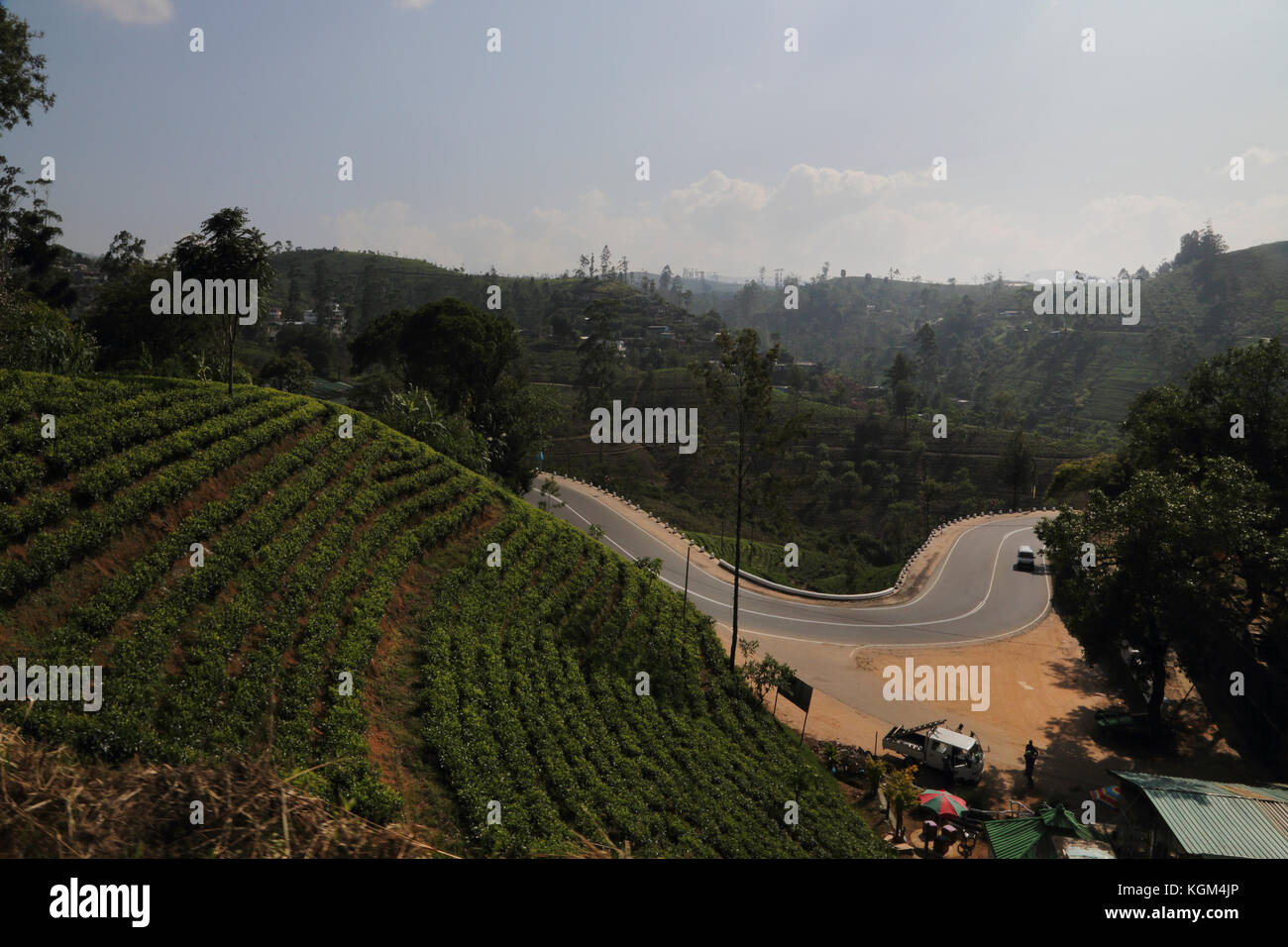 Sri lanka hatton tea hi-res stock photography and images - Alamy