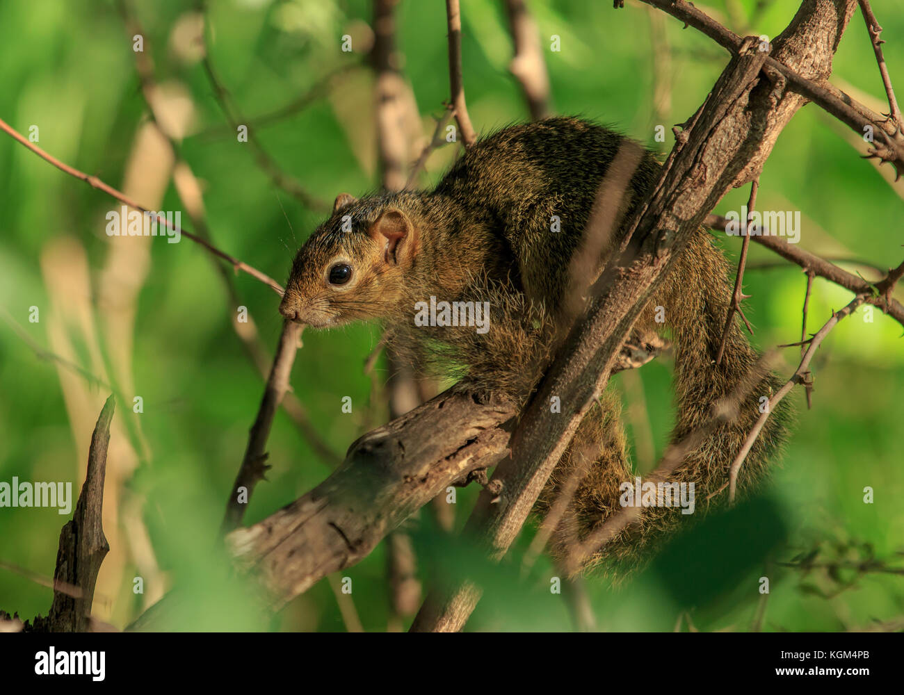 African Bush Squirrel High Resolution Stock Photography and Images - Alamy