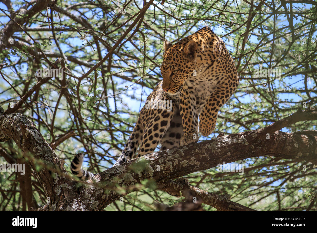 African leopard on acacia tree hi-res stock photography and images - Alamy