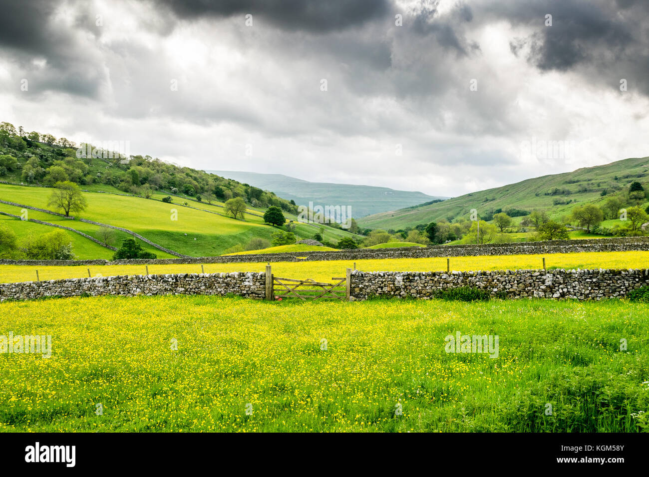 Spring Yorkshire buttercups Stock Photo - Alamy