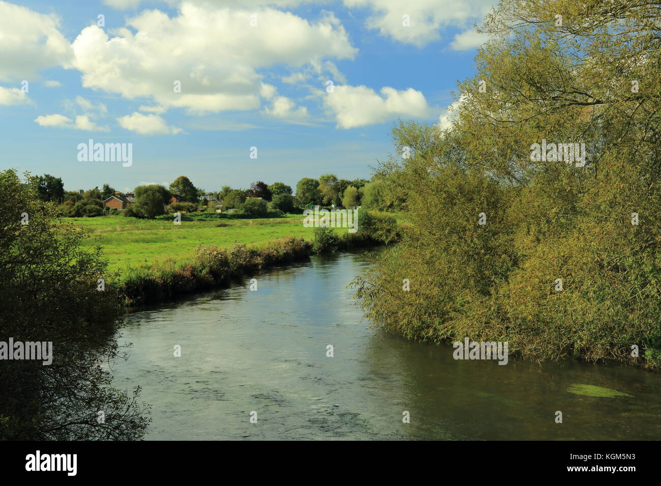 Wool dorset hi-res stock photography and images - Alamy
