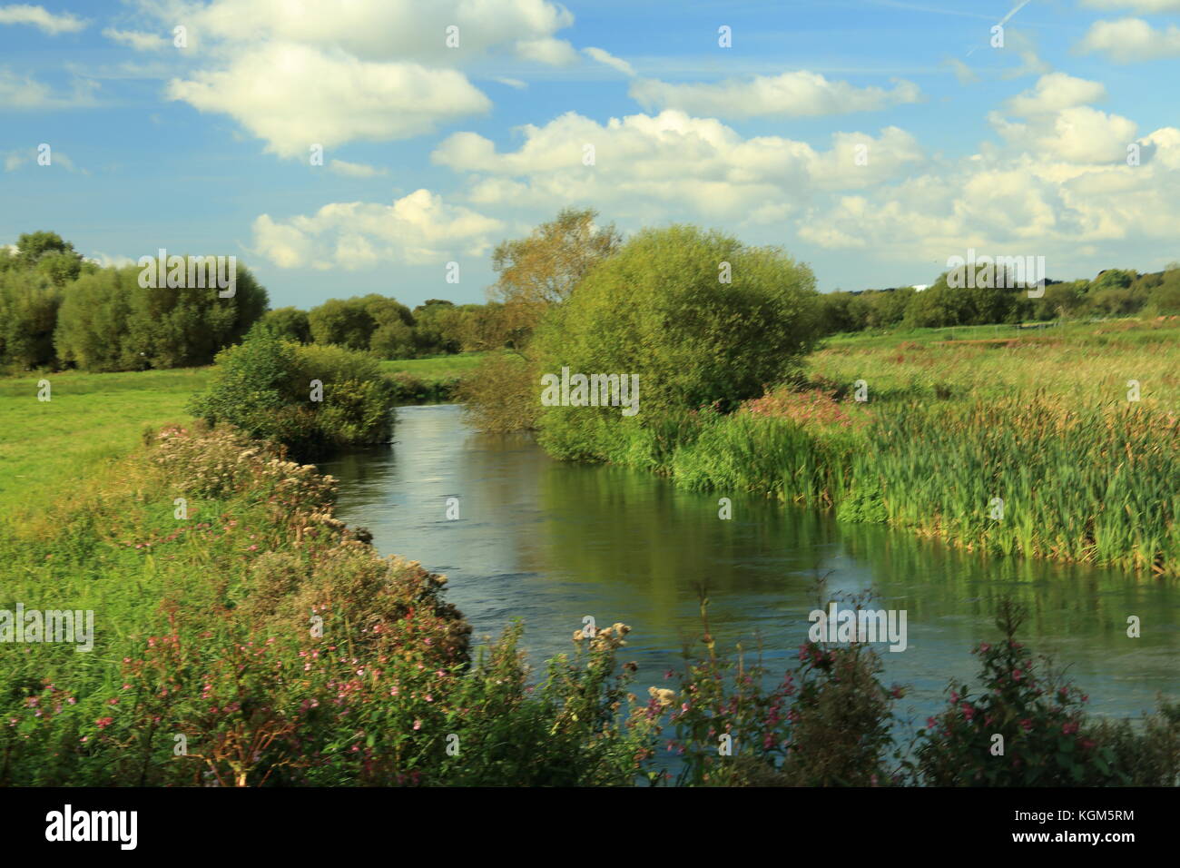 Wool dorset hi-res stock photography and images - Alamy