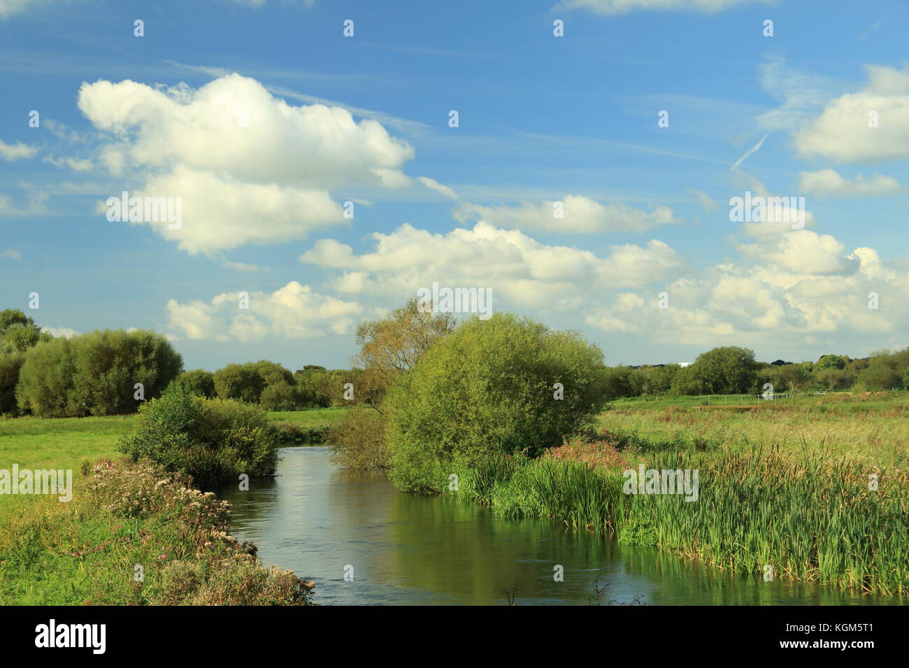 Wool dorset hi-res stock photography and images - Alamy