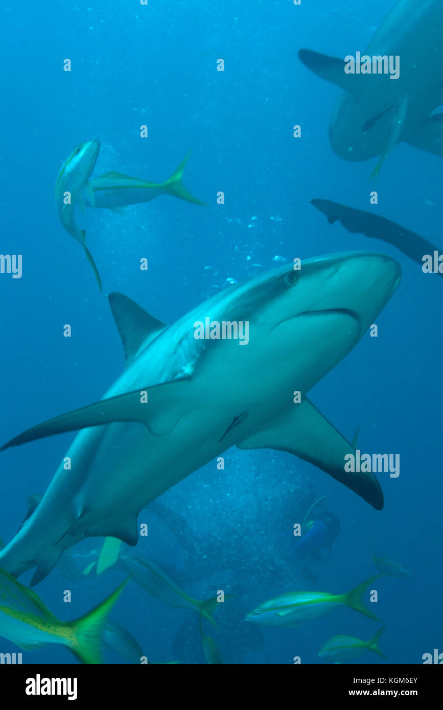 Reef Shark, Bahama Stock Photo - Alamy