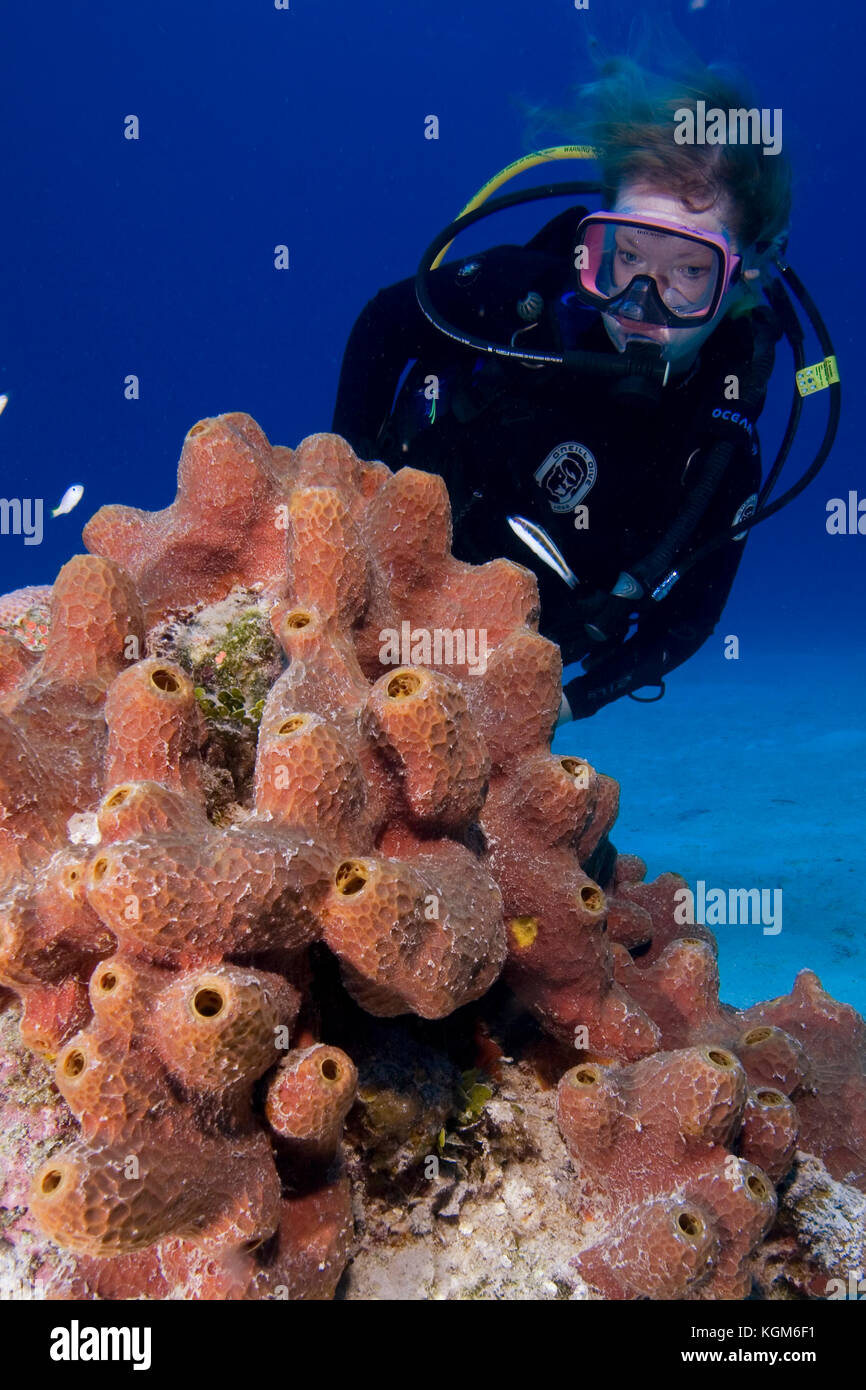 Bahama islands sponge hi-res stock photography and images - Alamy