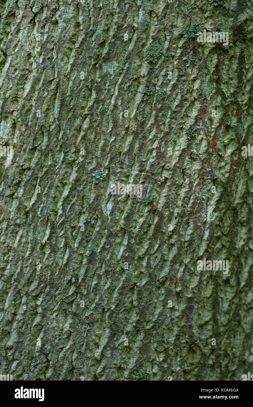 Ridged tree bark hi-res stock photography and images - Alamy