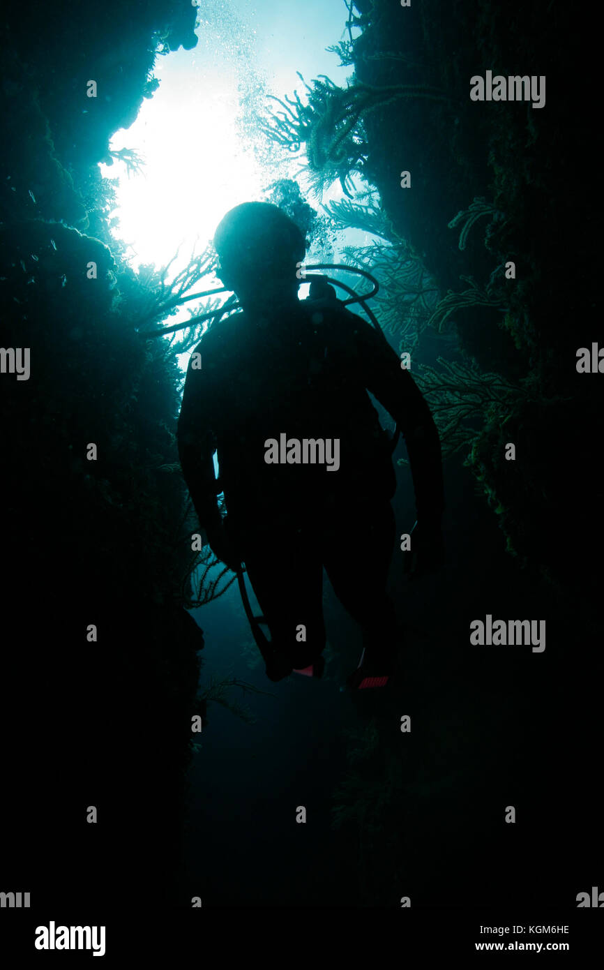 Diver exploring coral reef, Exumas, Bahama Islands Stock Photo - Alamy
