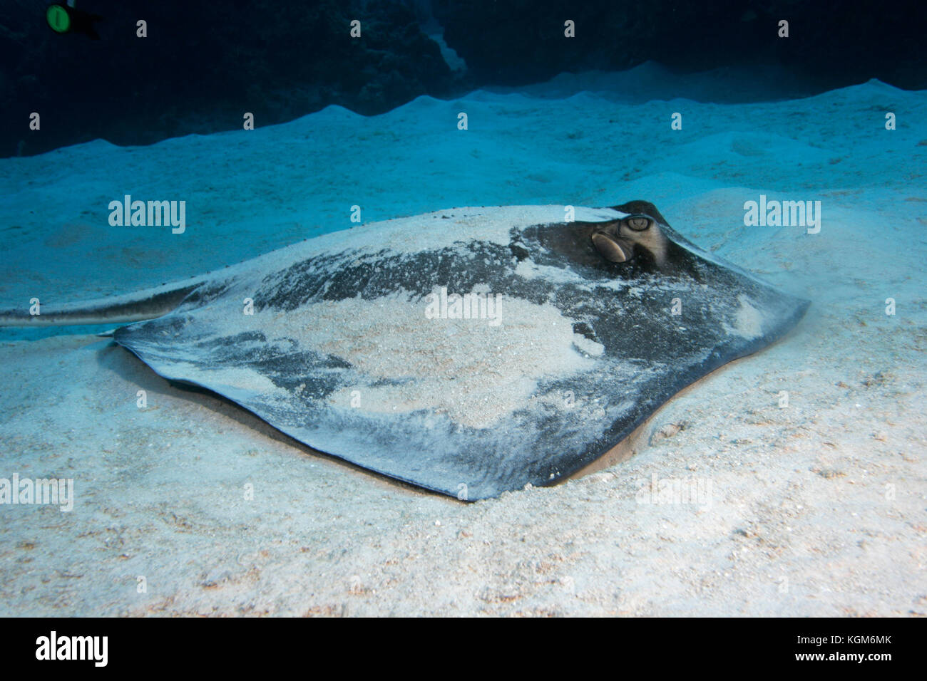 Sting ray bahamas hi-res stock photography and images - Alamy