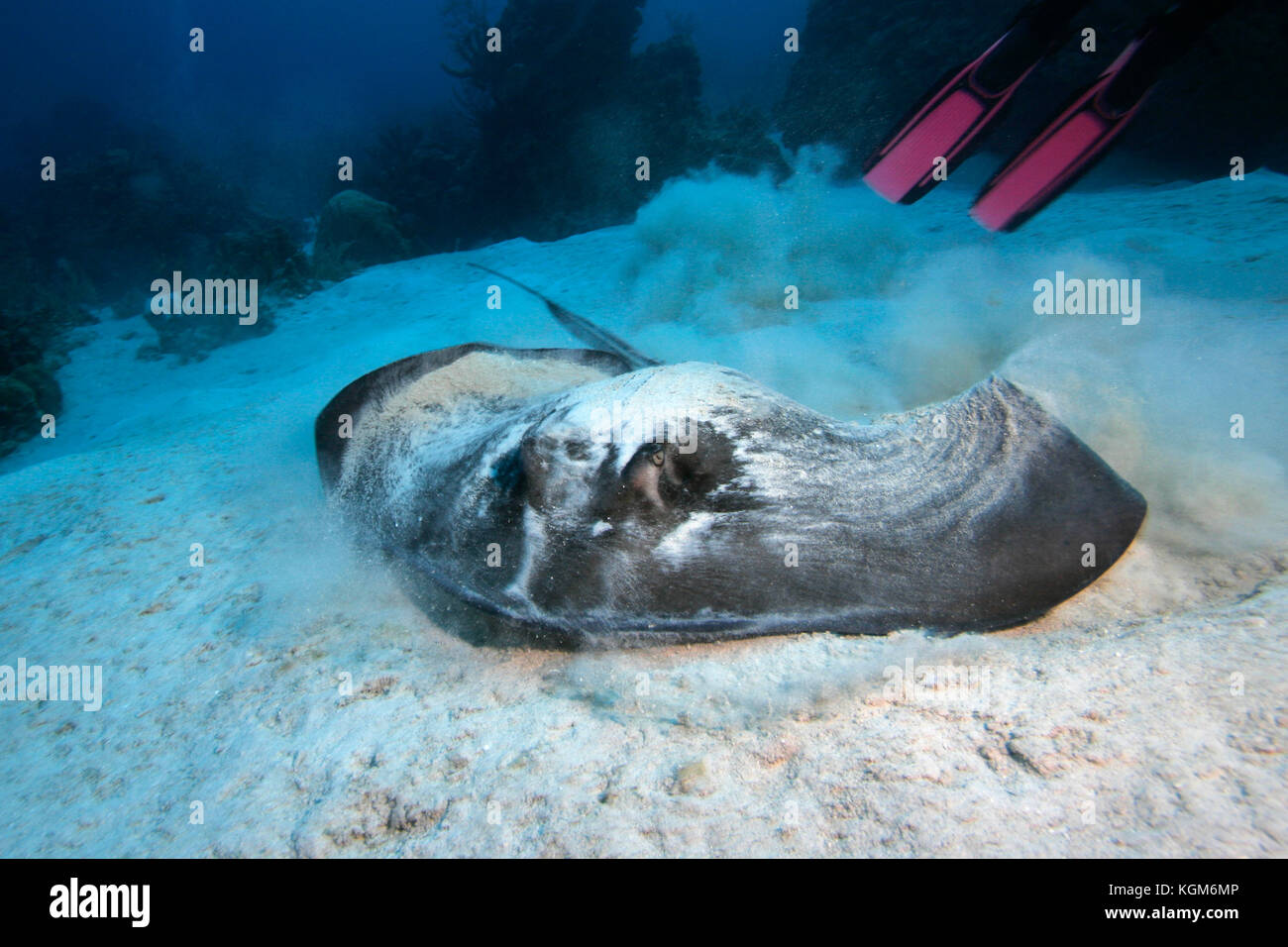 Sting ray bahamas hi-res stock photography and images - Alamy