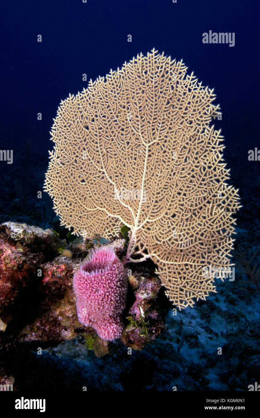 Fan sponge hi-res stock photography and images - Alamy