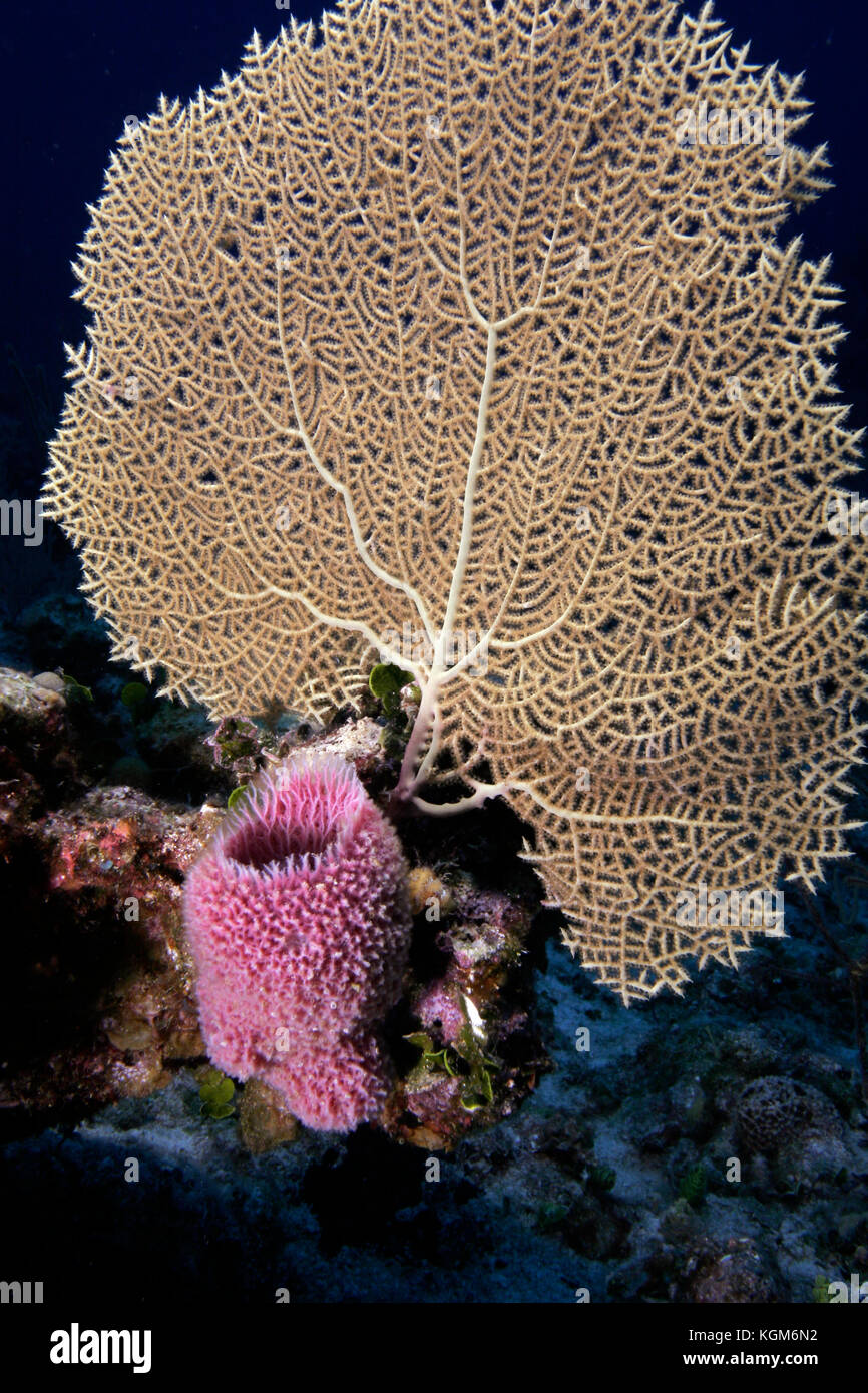 Sponge and Sea Fan Stock Photo - Alamy