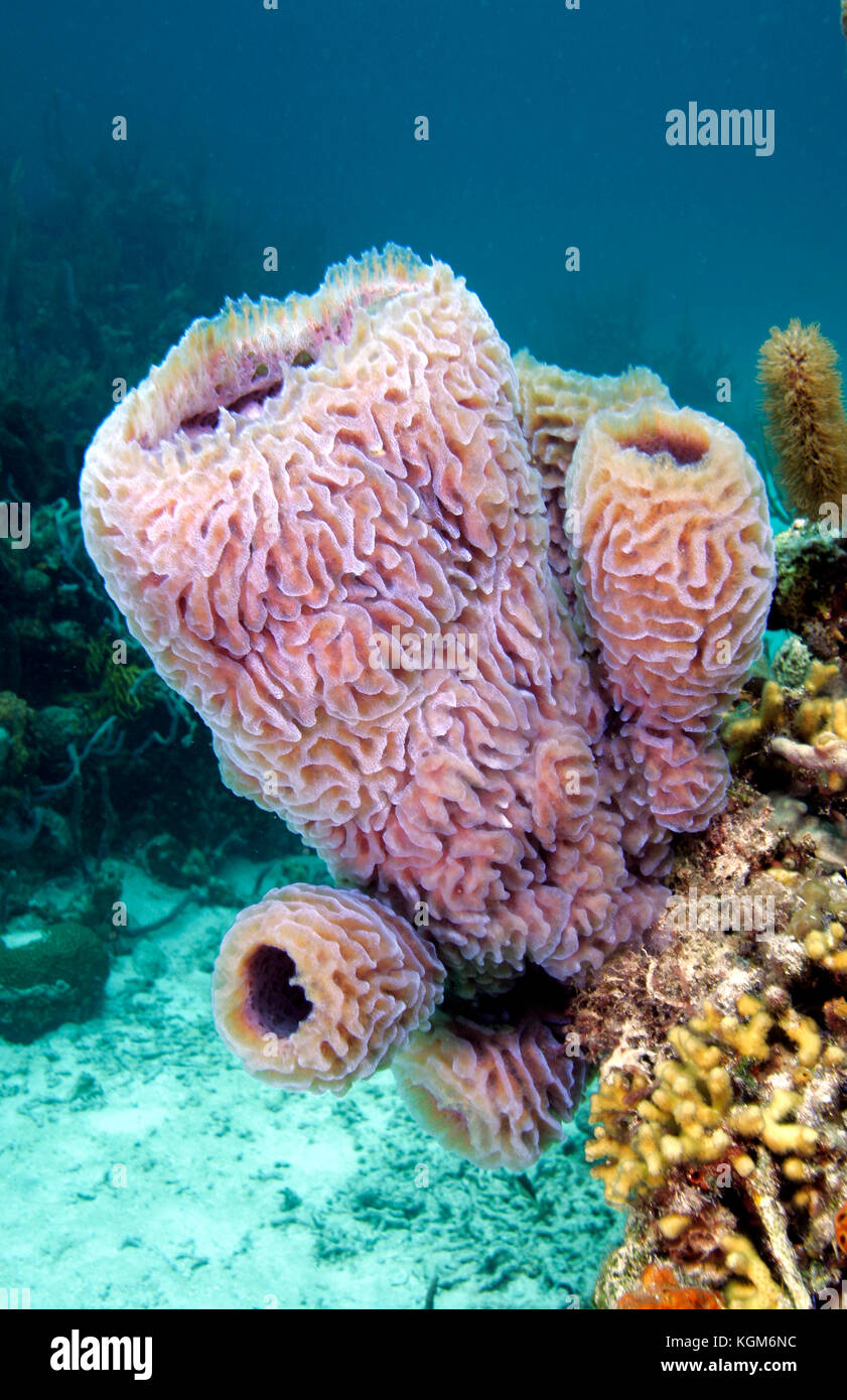 Azure Vase Sponge, Callyspongia plicifera Stock Photo - Alamy