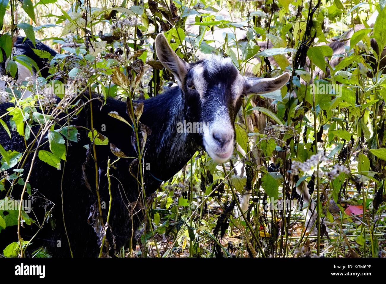 One of the sheep brought into a public garden (Reeves-Reed arboretum ...